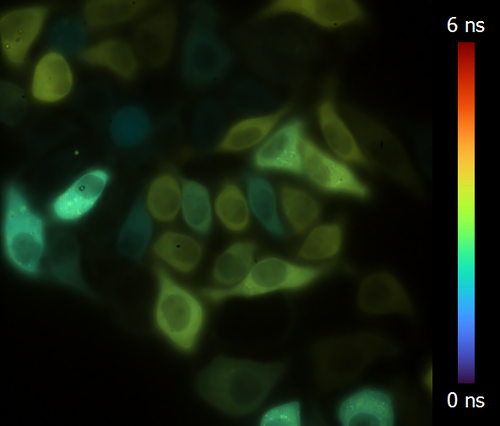 Fluorescence Lifetime Imaging - lambertinstruments.com