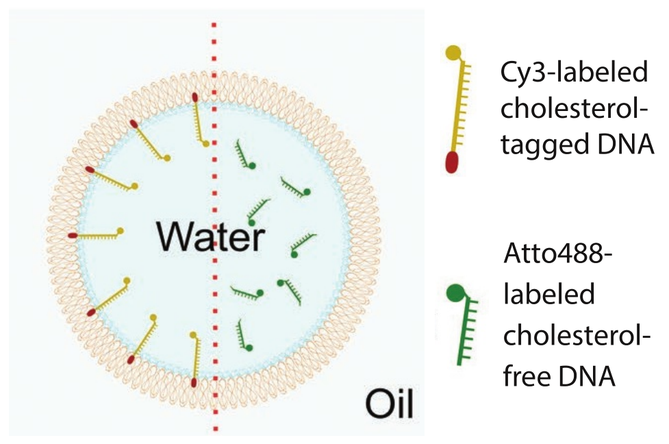 HiCAM Fluo overcomes high-speed fluorescence imaging challenge in ...